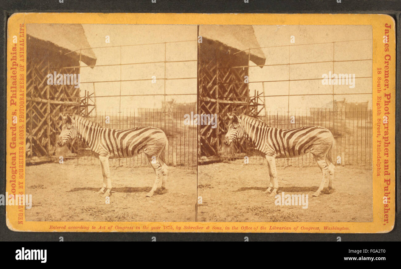 This historic photograph by James Cremer captures Burchell's zebra, a ...