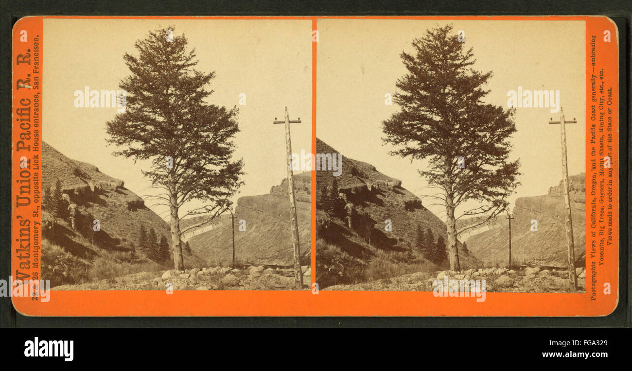 Carleton E. Watkins' 1,000-mile Tree photograph captures a natural ...