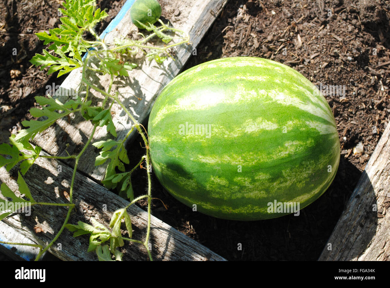 Watermelon growing fruit hi-res stock photography and images - Alamy