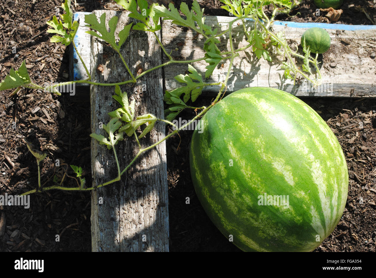 Summer Watermelons Growing in a Garden Stock Photo - Alamy