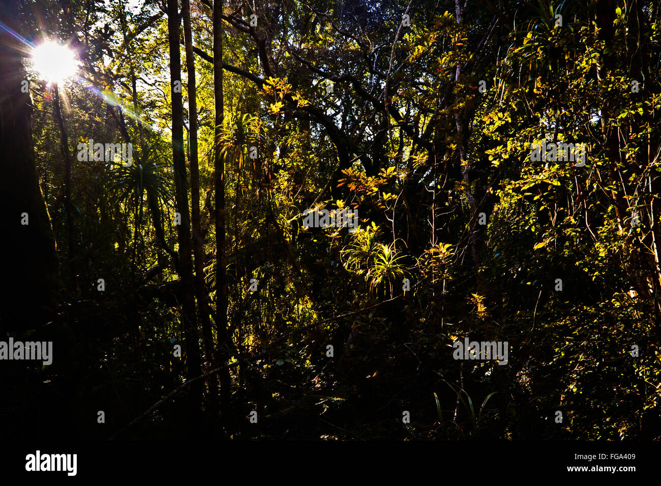 Rainforest new zealand hi-res stock photography and images - Alamy