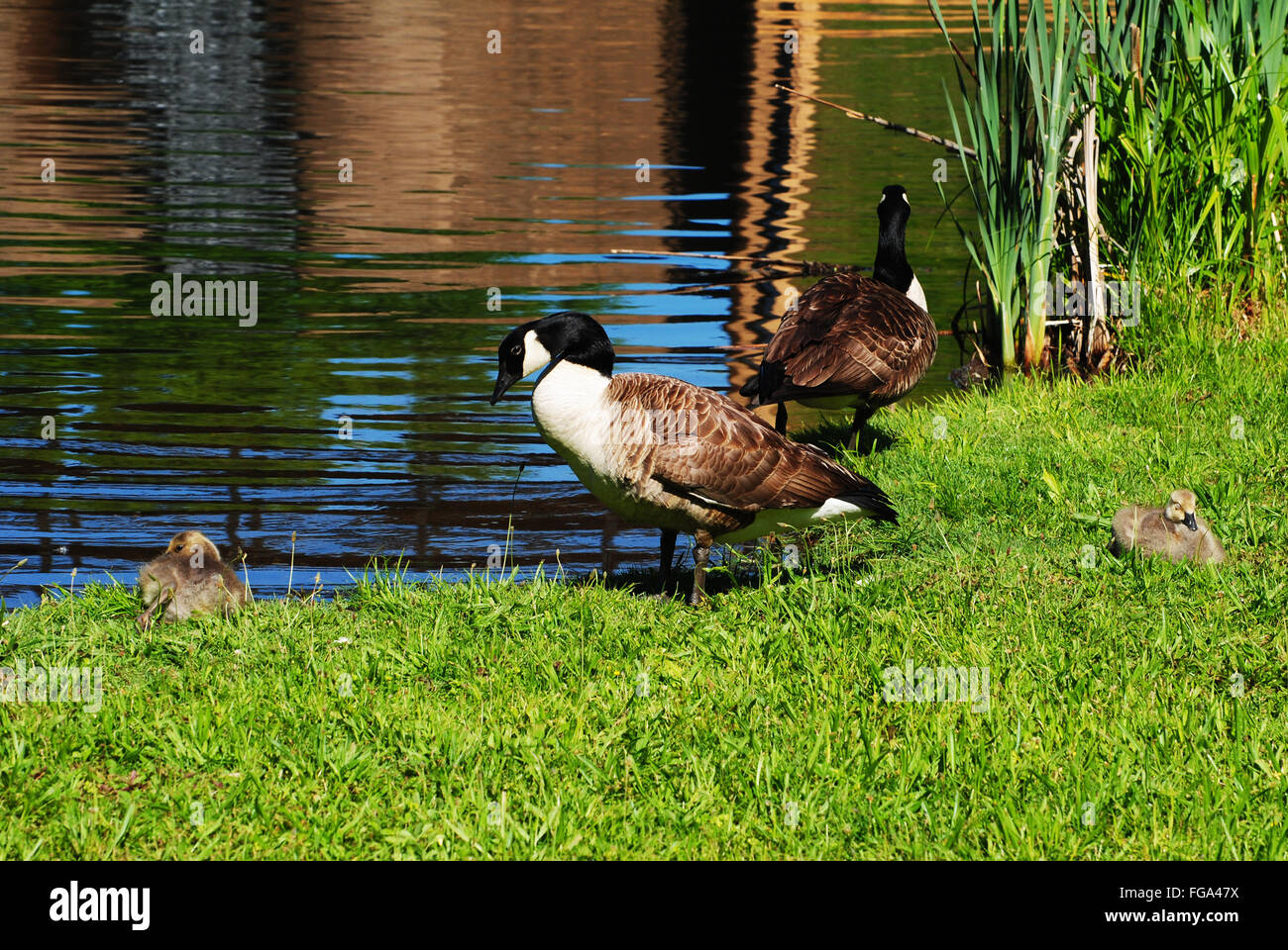 Female canadian geese hi-res stock photography and images - Alamy
