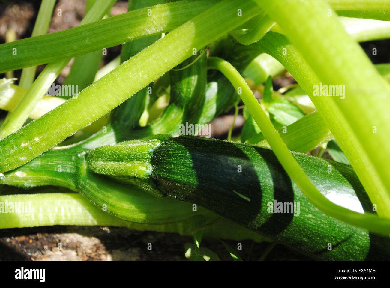Close-Up of a Summer Zucchini Squash Growing Stock Photo - Alamy