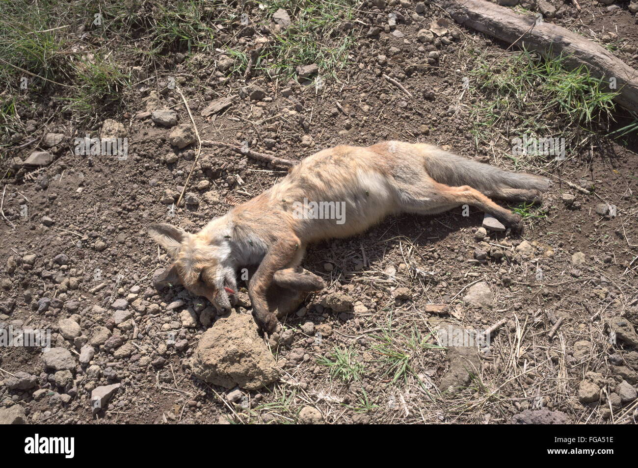 Dead fox on hi-res stock photography and images - Alamy