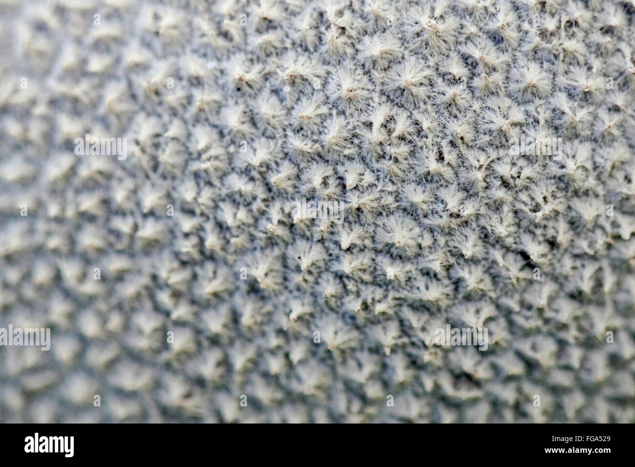 Puffball mushroom hi-res stock photography and images - Alamy