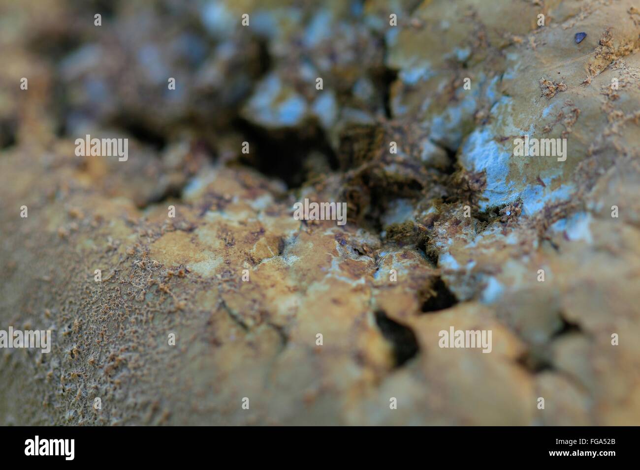 Puffball mushroom hi-res stock photography and images - Alamy