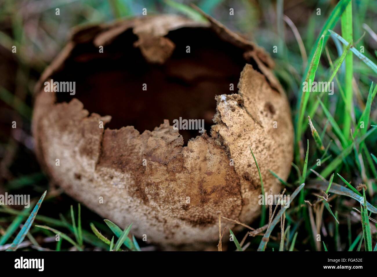 Puffball mushroom hi-res stock photography and images - Alamy