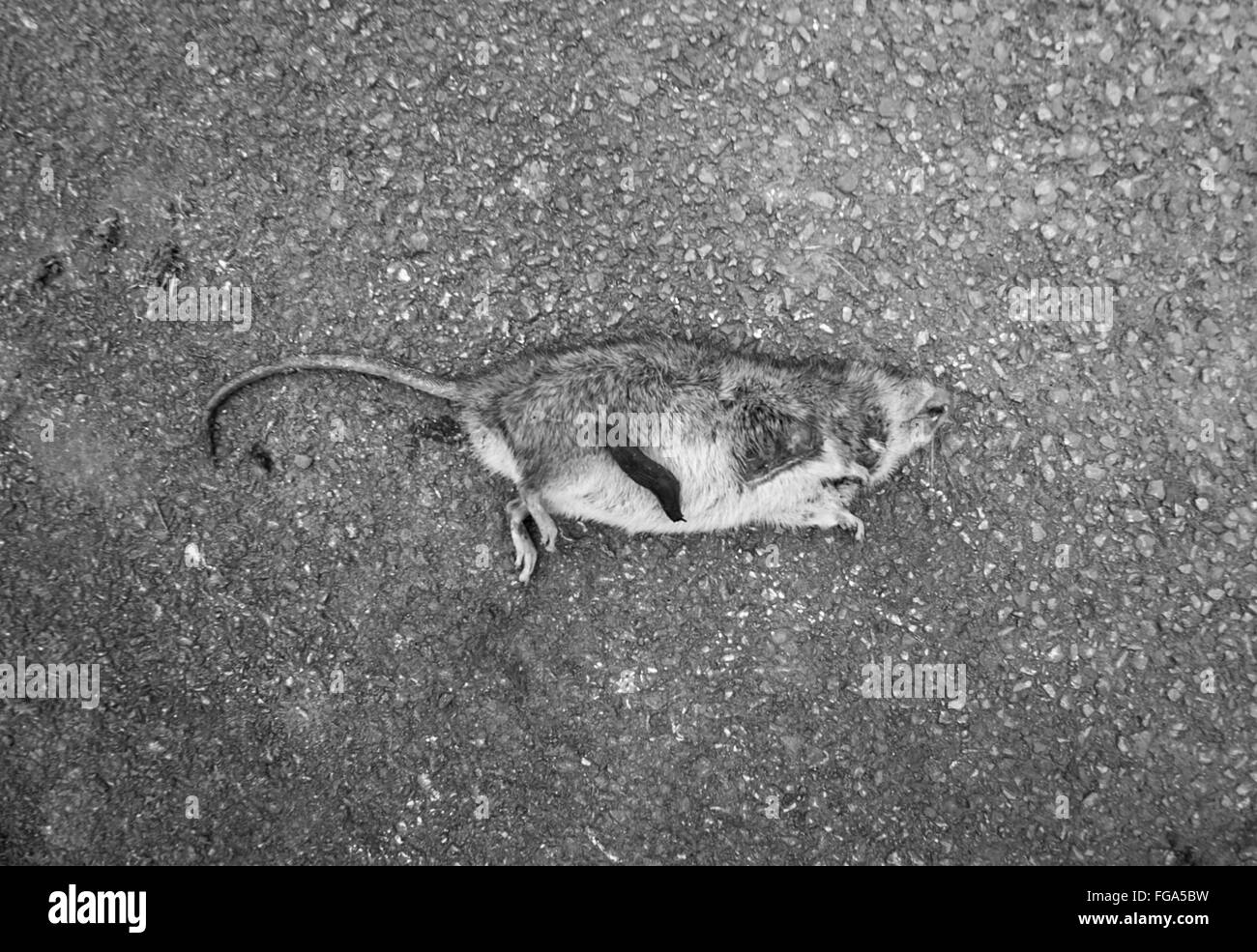 Rat death hi-res stock photography and images - Alamy