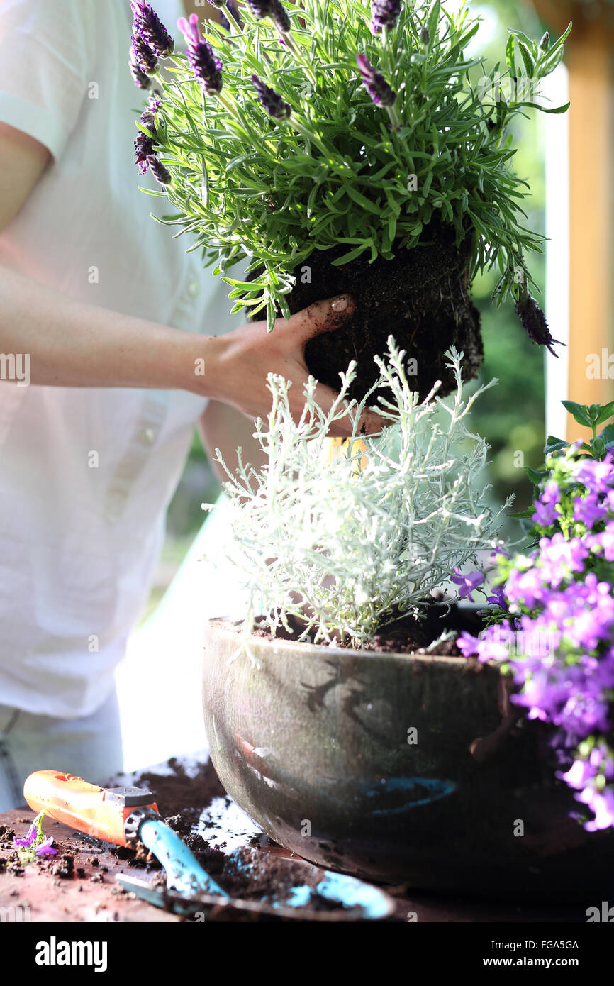 Planting, work in the garden. Female plants in pot plants forming a ...