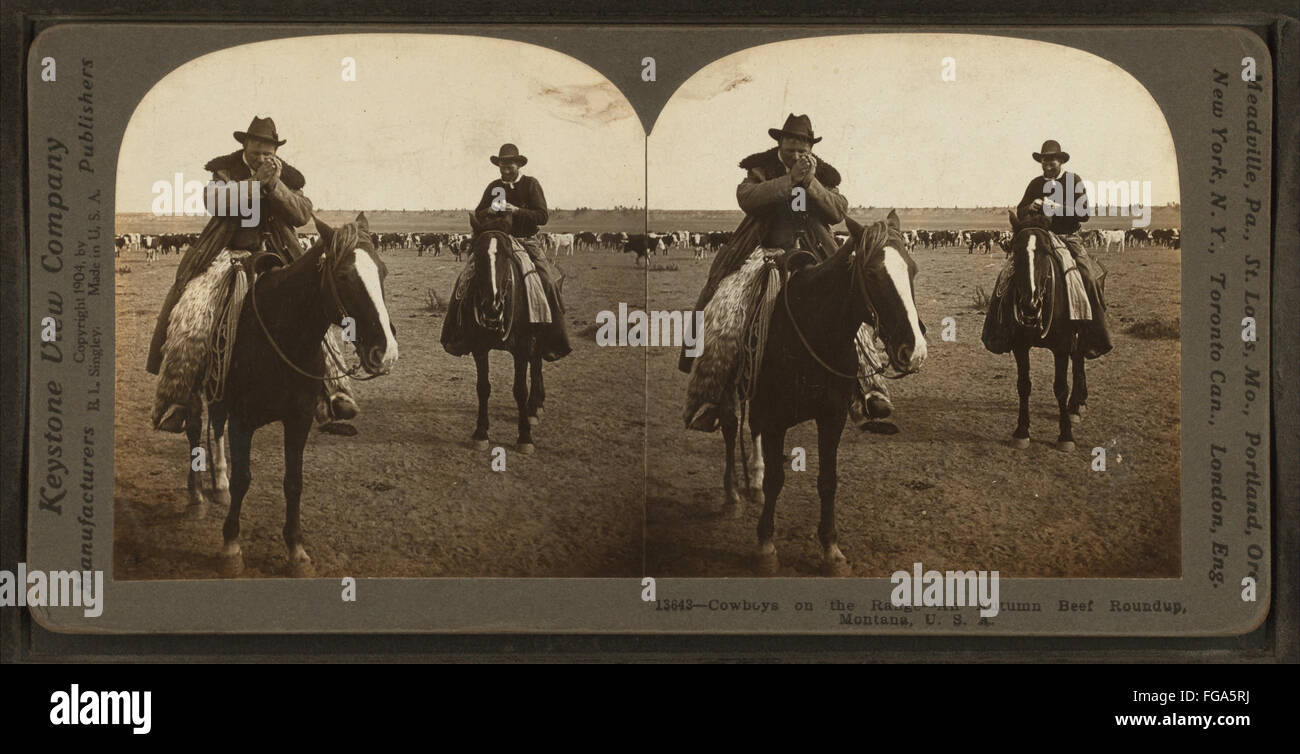 Photograph of cowboys herding cattle during an autumn beef roundup in ...