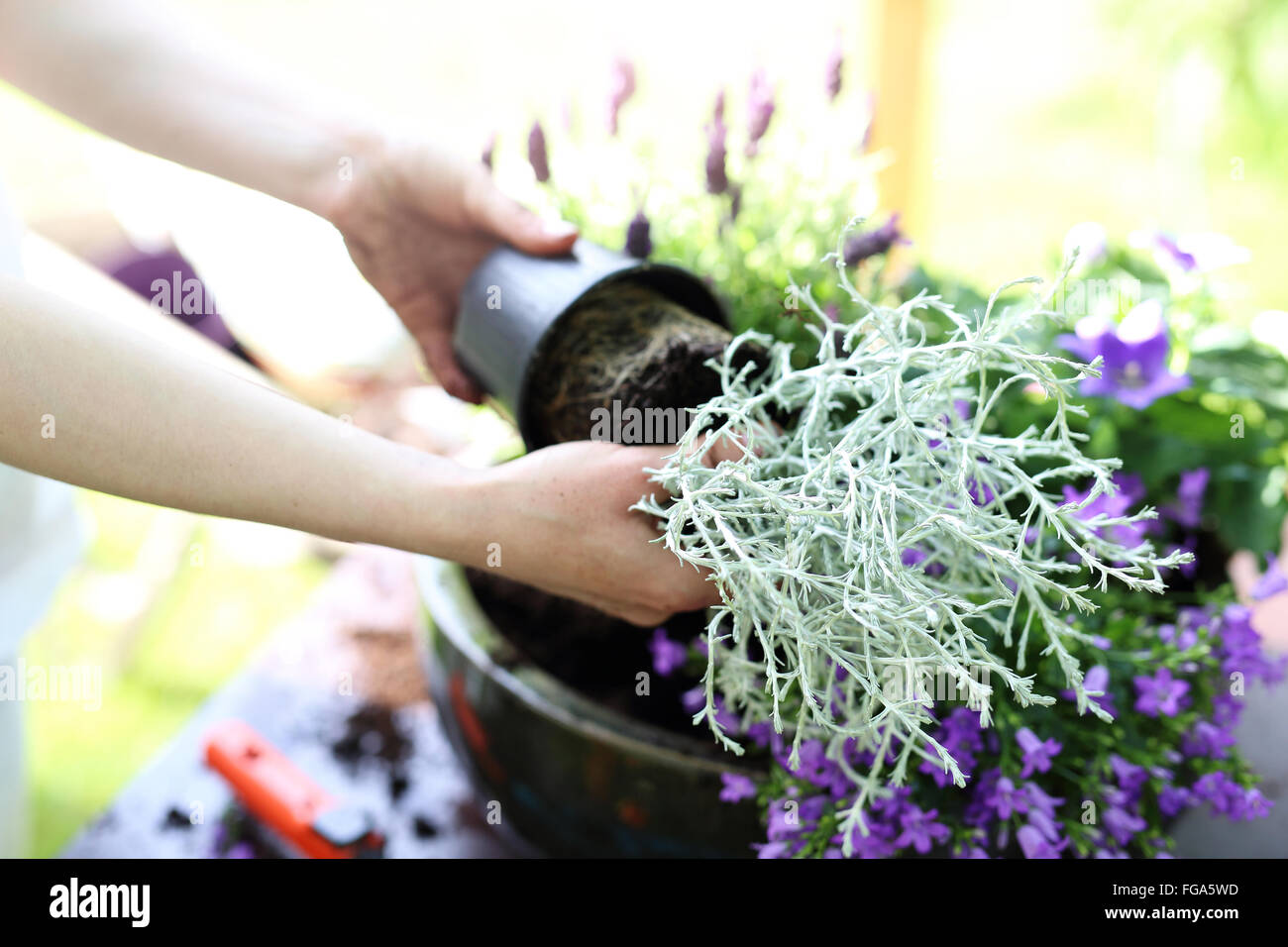 Planting, work in the garden. Female plants in pot plants forming a ...