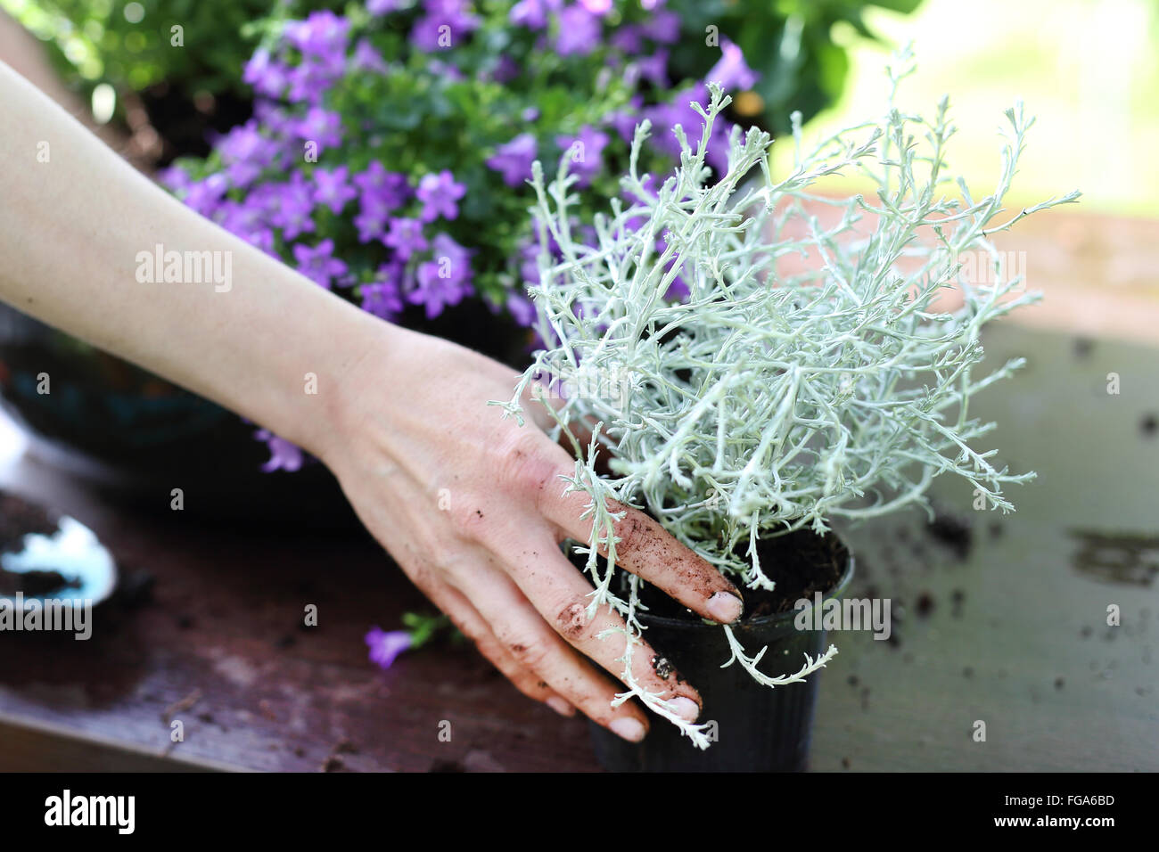 Planting, work in the garden. Female plants in pot plants forming a ...