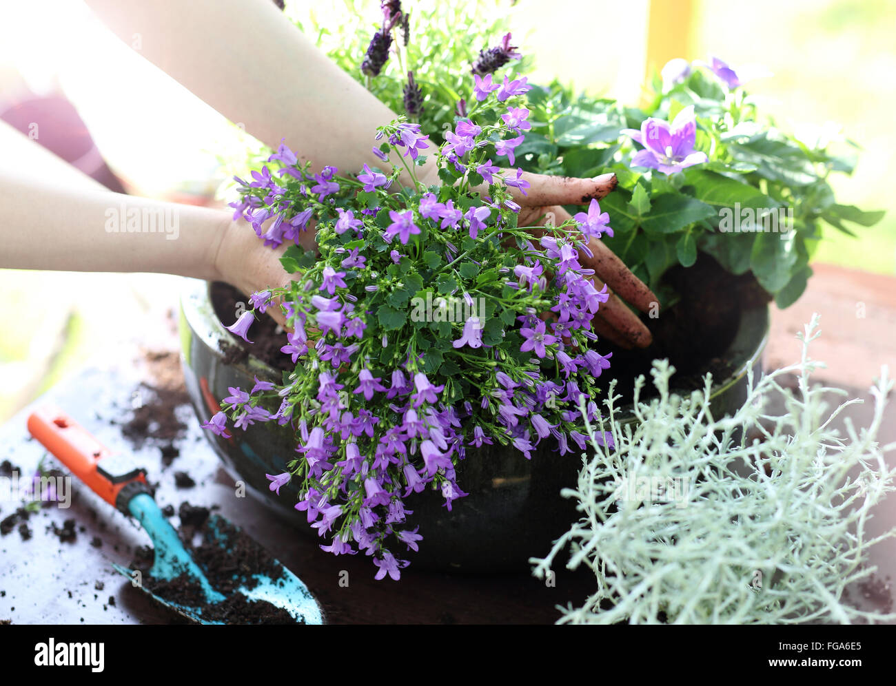 Planting, work in the garden. Female plants in pot plants forming a ...