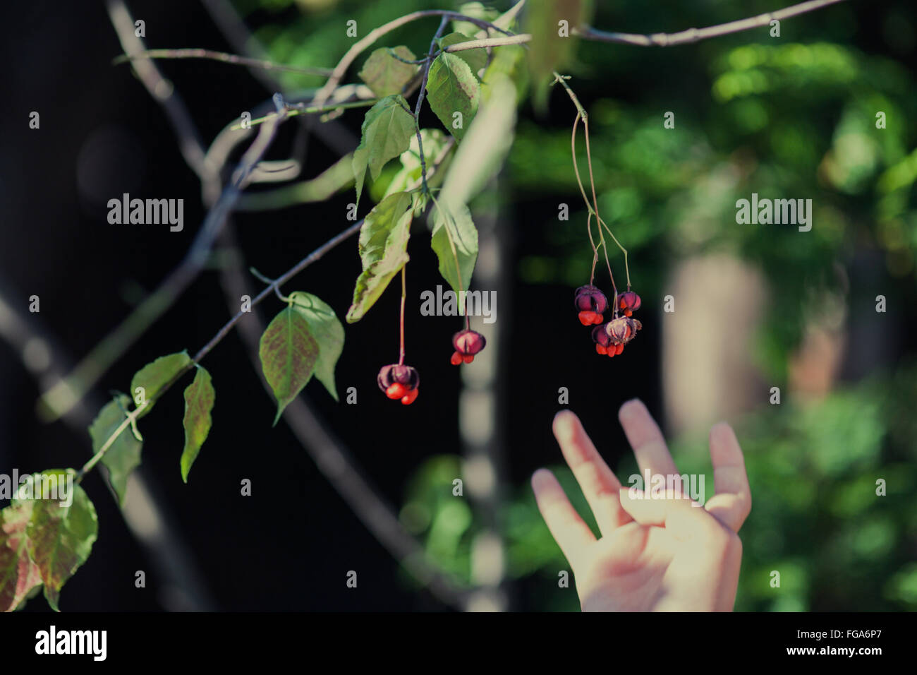 People reaching fruit on tree hi-res stock photography and images - Alamy