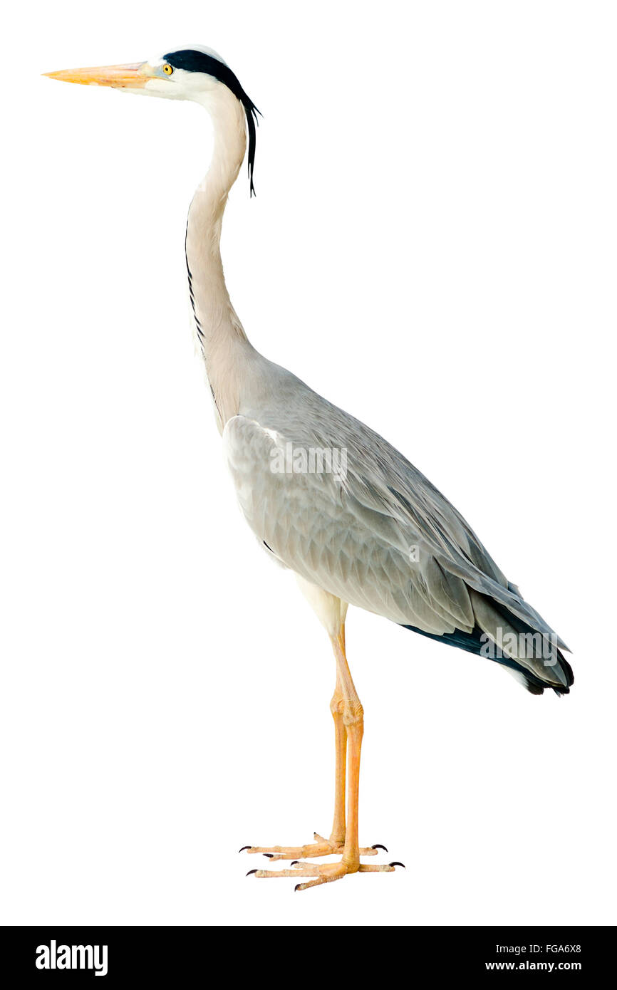 grey heron isolated on white background Stock Photo - Alamy