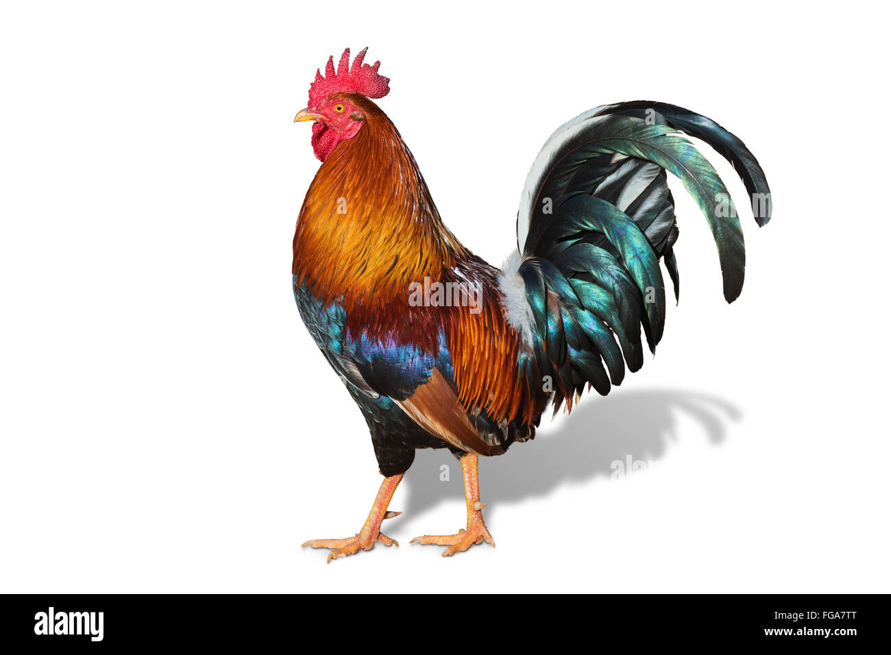 Rooster hi-res stock photography and images - Alamy