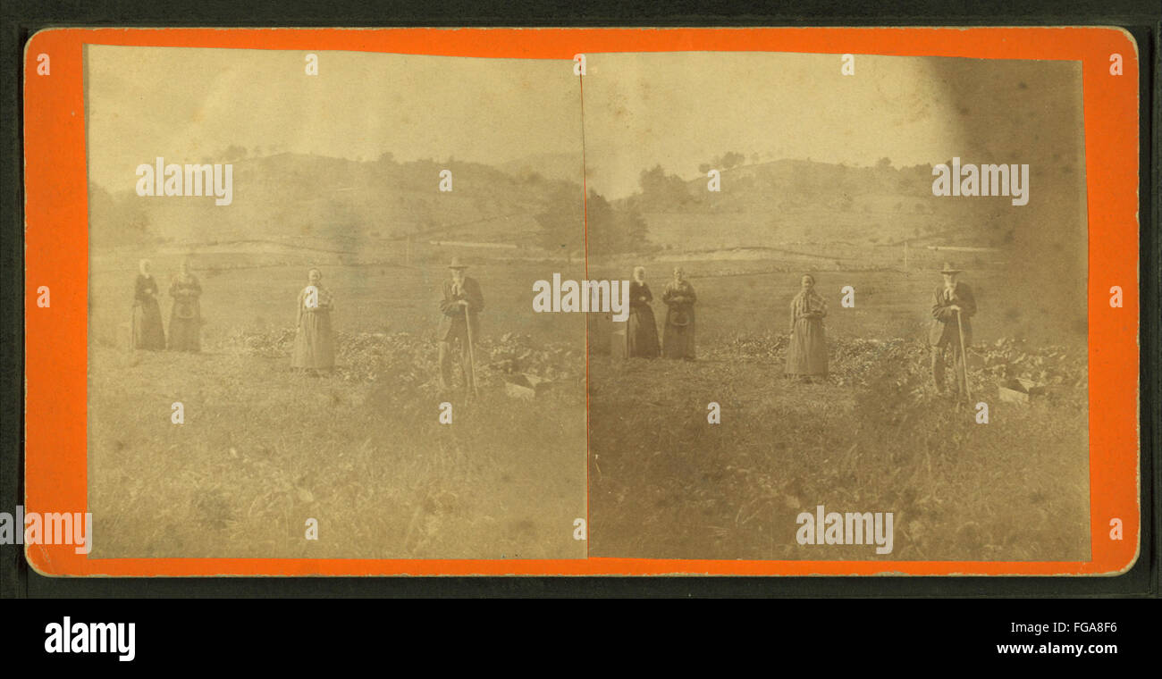 This photograph shows farmers working in gardens, providing a glimpse ...