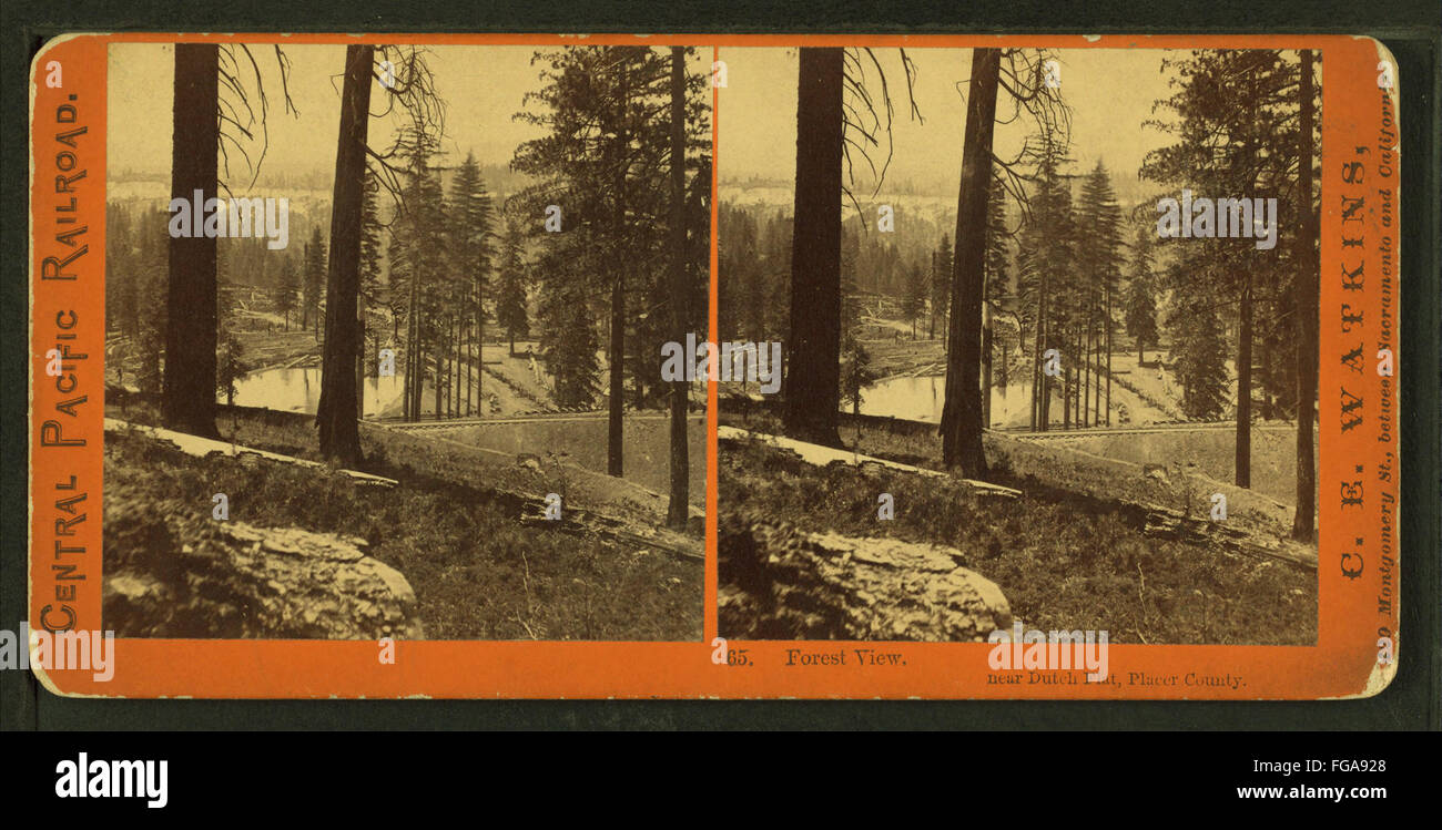 A photograph by Carleton E. Watkins showing a forest view near Dutch ...