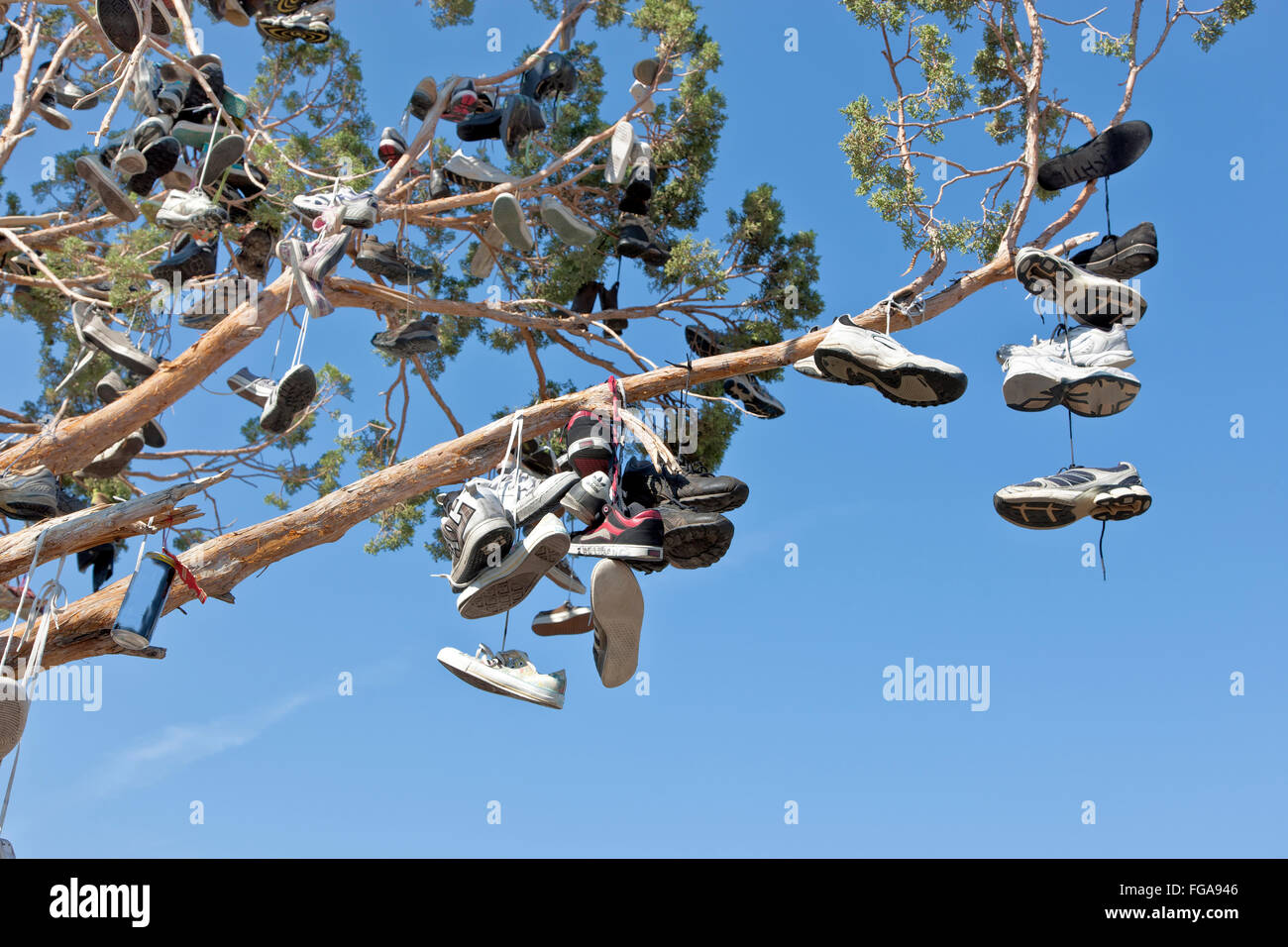 Sole tree hi-res stock photography and images - Alamy