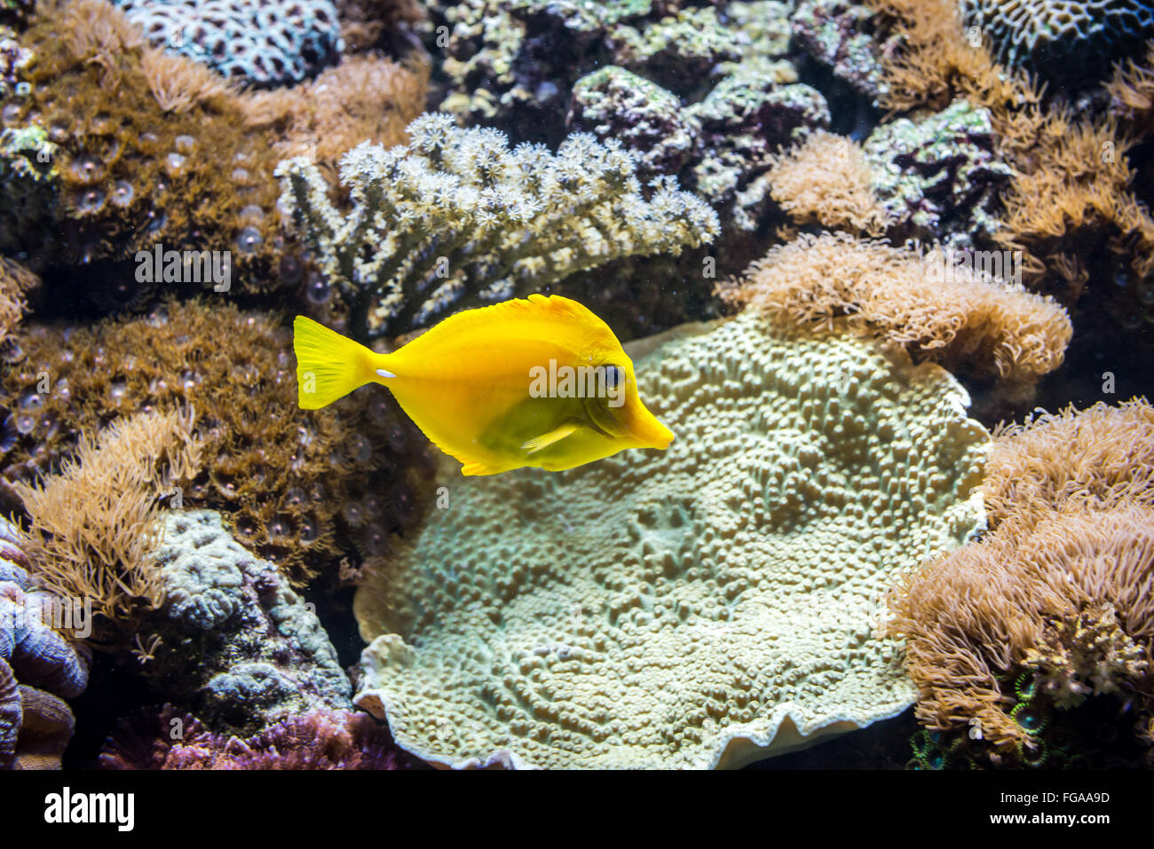 Yellow tang fish Stock Photo - Alamy