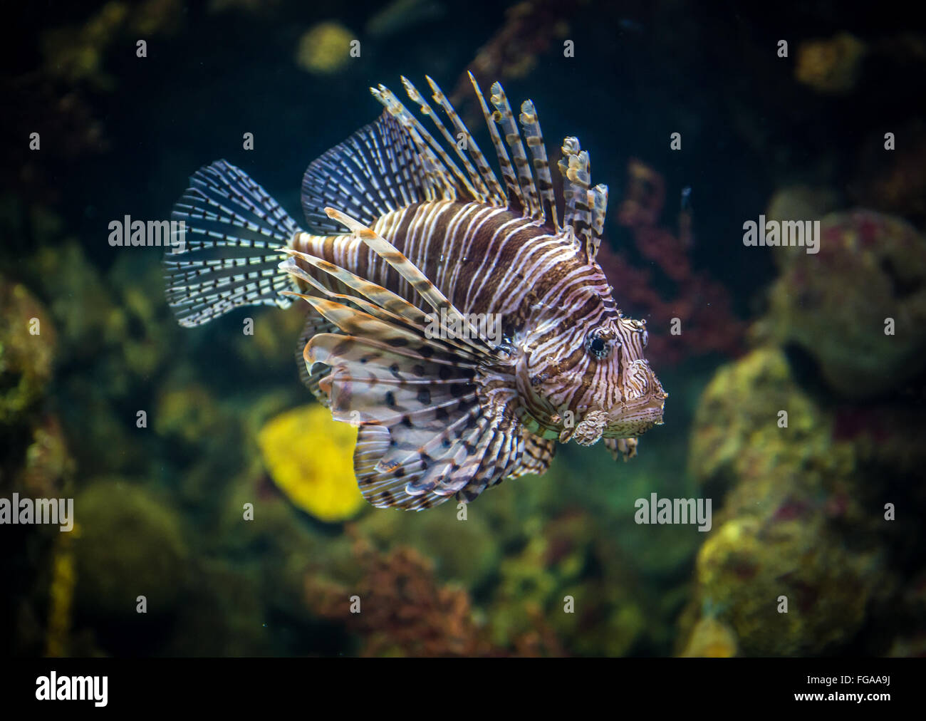 coral reef fish Pterois volitans (Red lionfish Stock Photo - Alamy