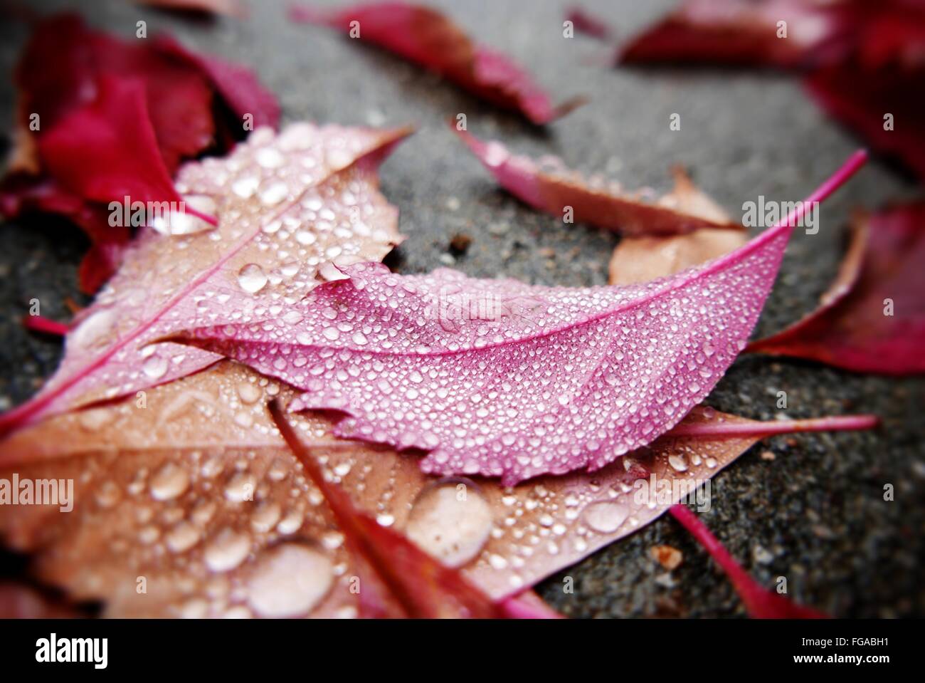 Wet autumn hi-res stock photography and images - Alamy