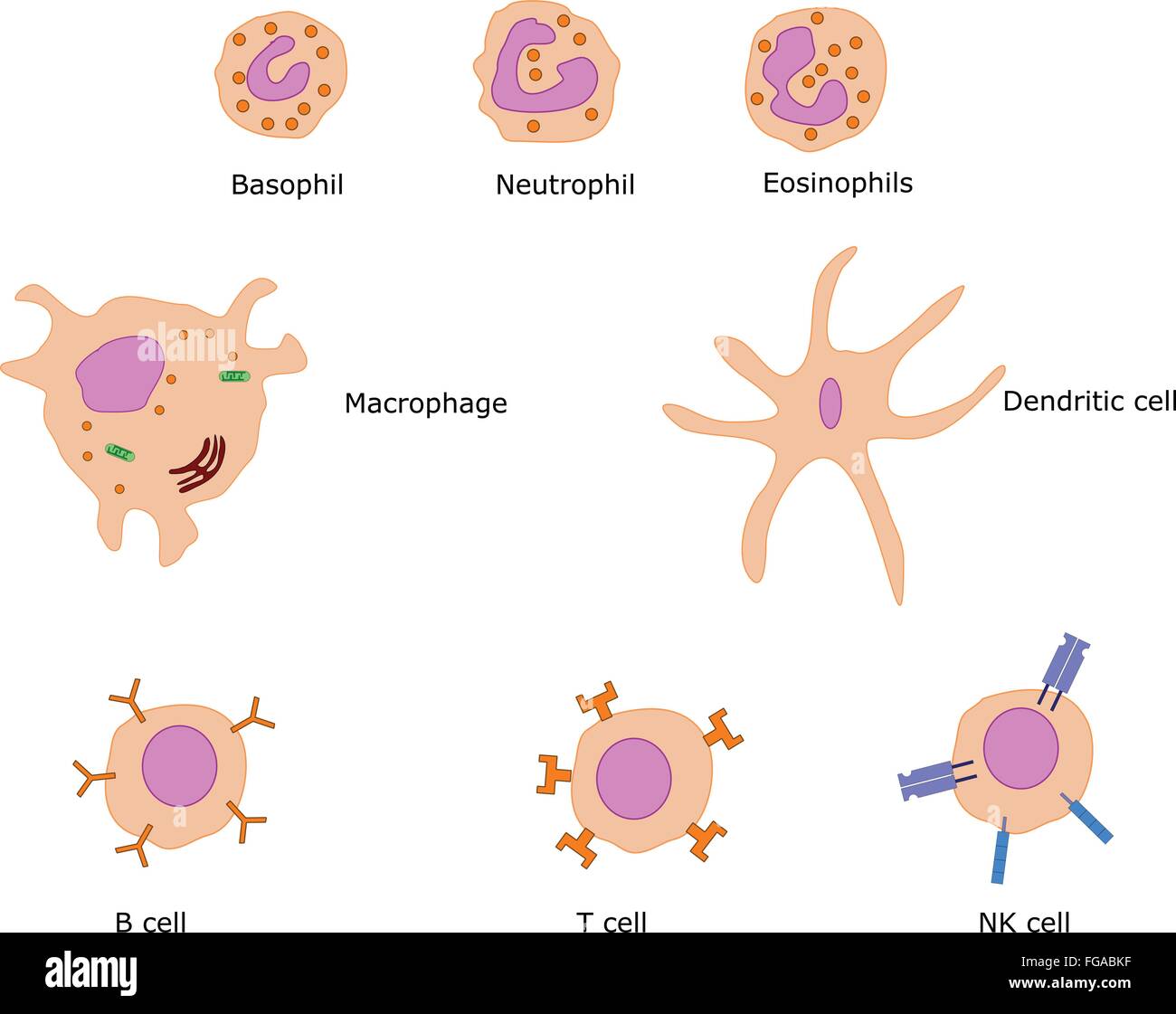 Macrophage High Resolution Stock Photography and Images - Alamy