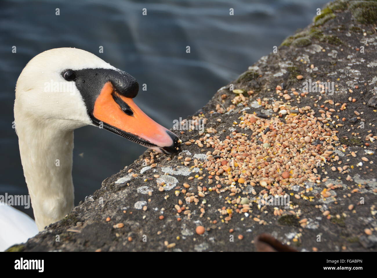 Close-Up Of Swan Eating Grains Stock Photo - Alamy