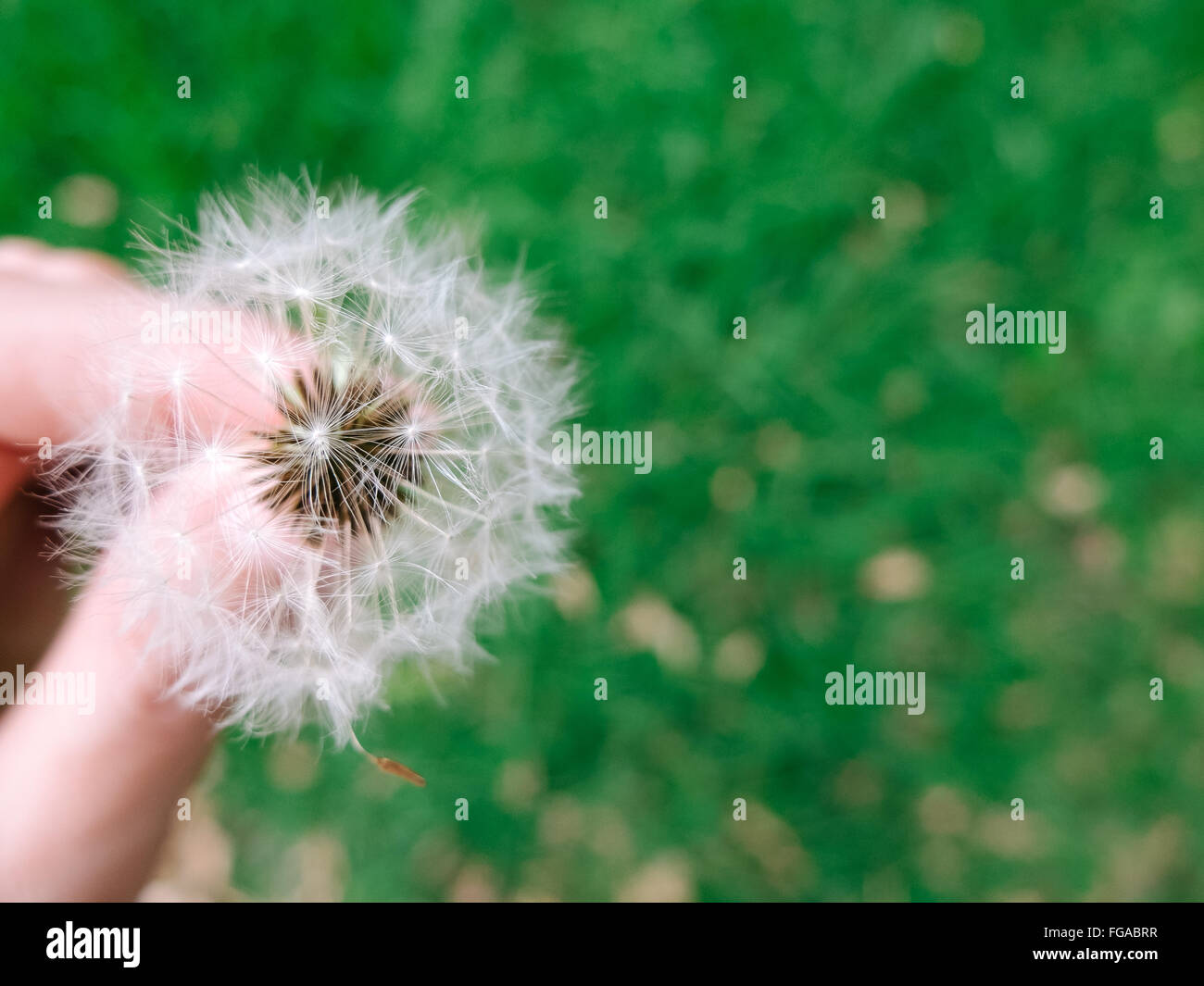 Hand holding dandelion close up hi-res stock photography and images - Alamy