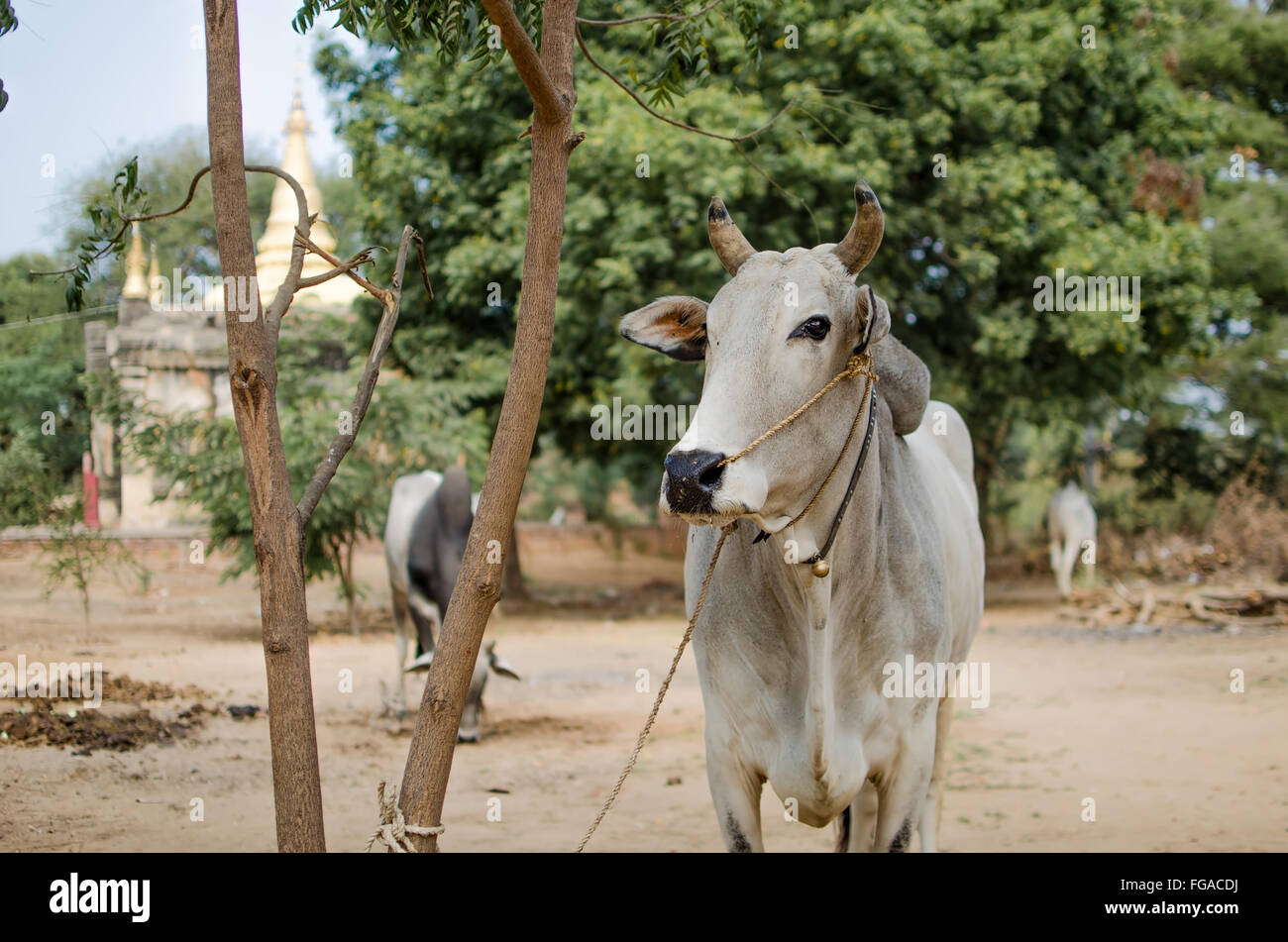 Bagan myanmar farm hi-res stock photography and images - Alamy