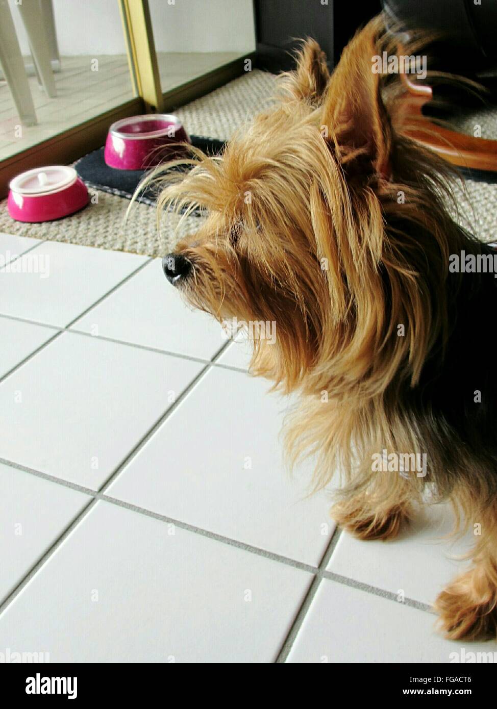 Side View Of Yorkshire Terrier At Home Stock Photo - Alamy