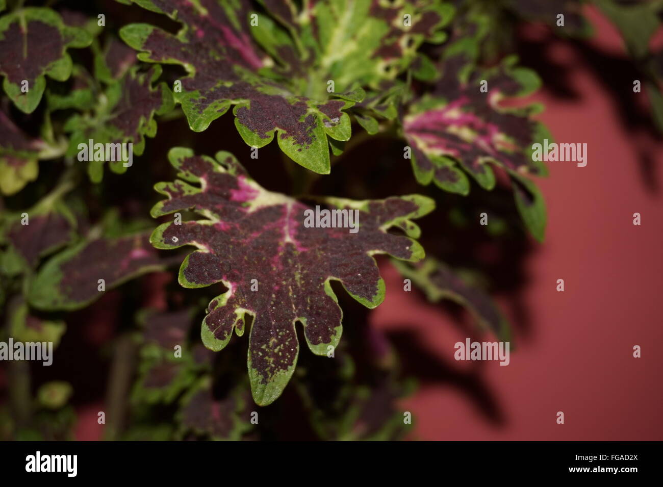 Rotten Leaves High Resolution Stock Photography and Images - Alamy