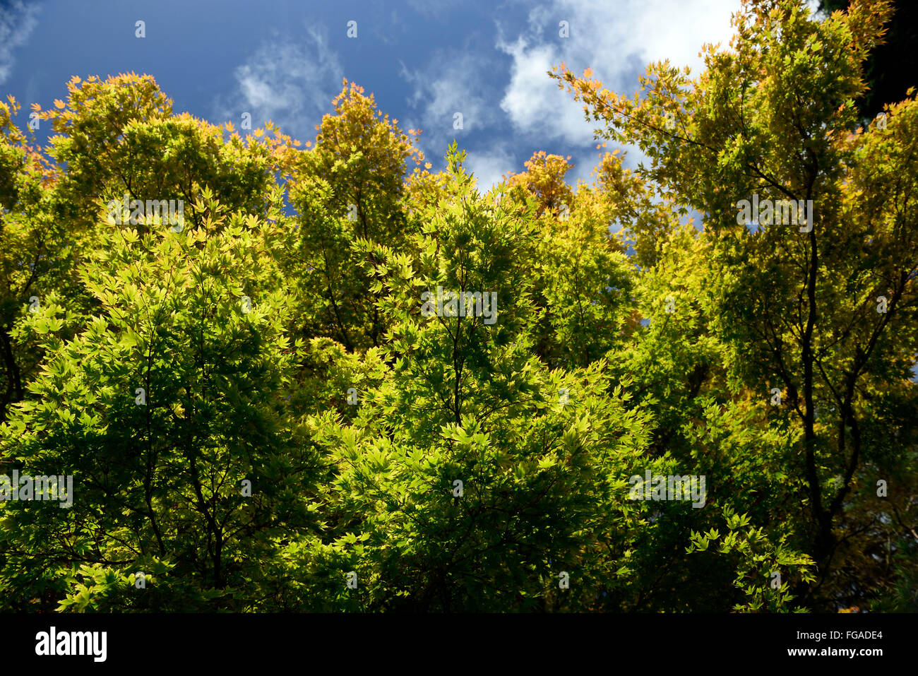 Acer palmatum Senkaki syn sango kaku coral-bark maple spring growth ...
