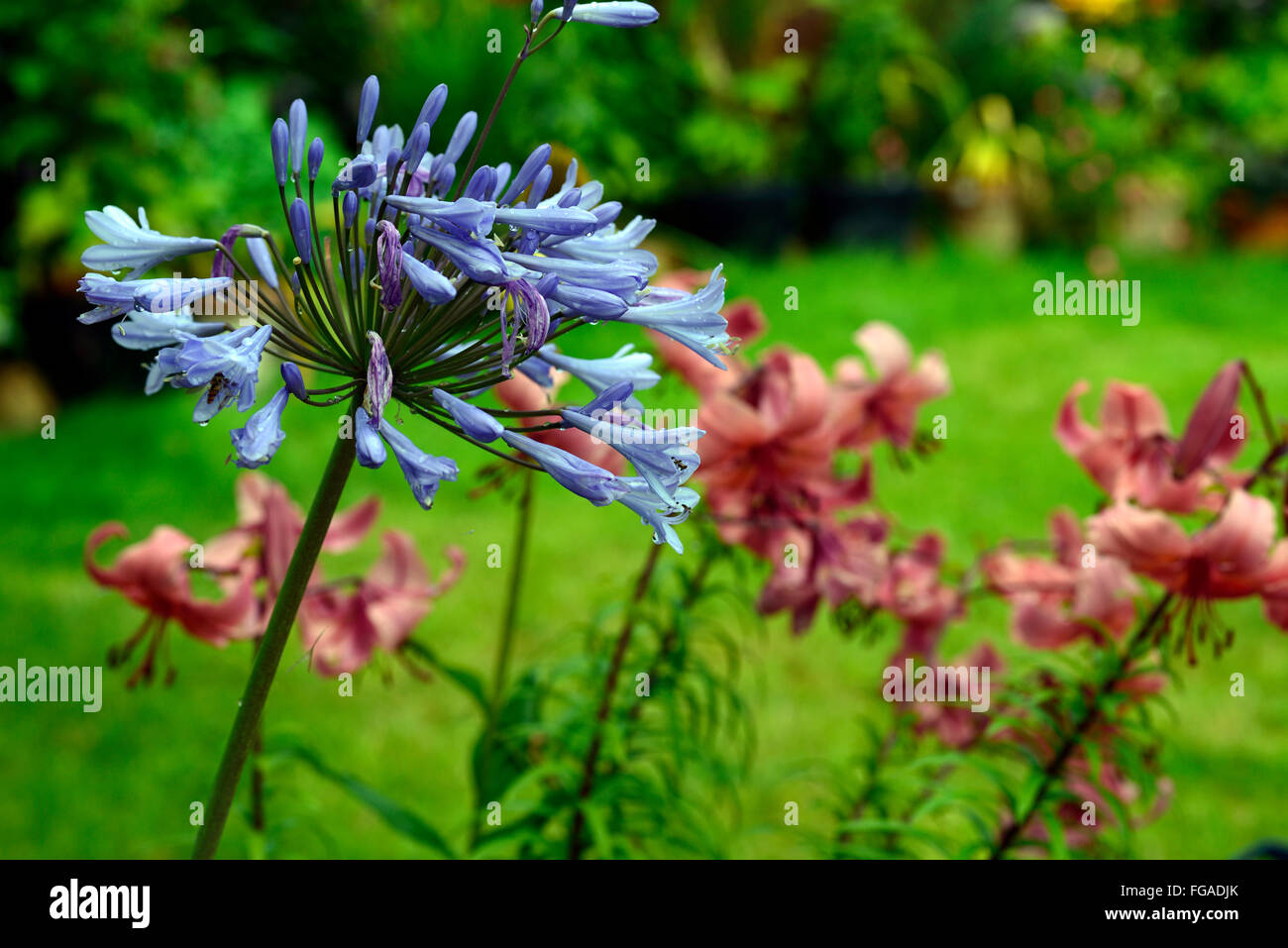 blue agapanthus lilium pink flavour planting combination color colour ...