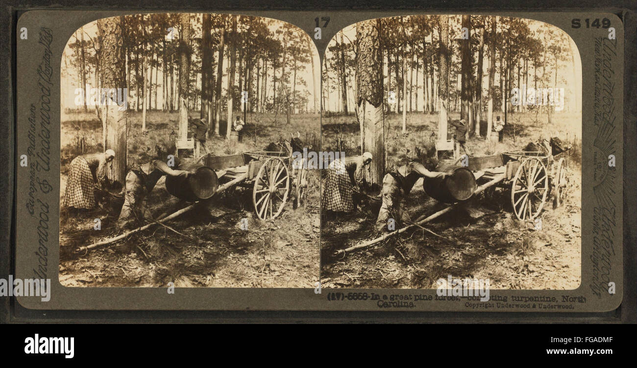 A photograph of workers collecting turpentine in a pine forest in North ...