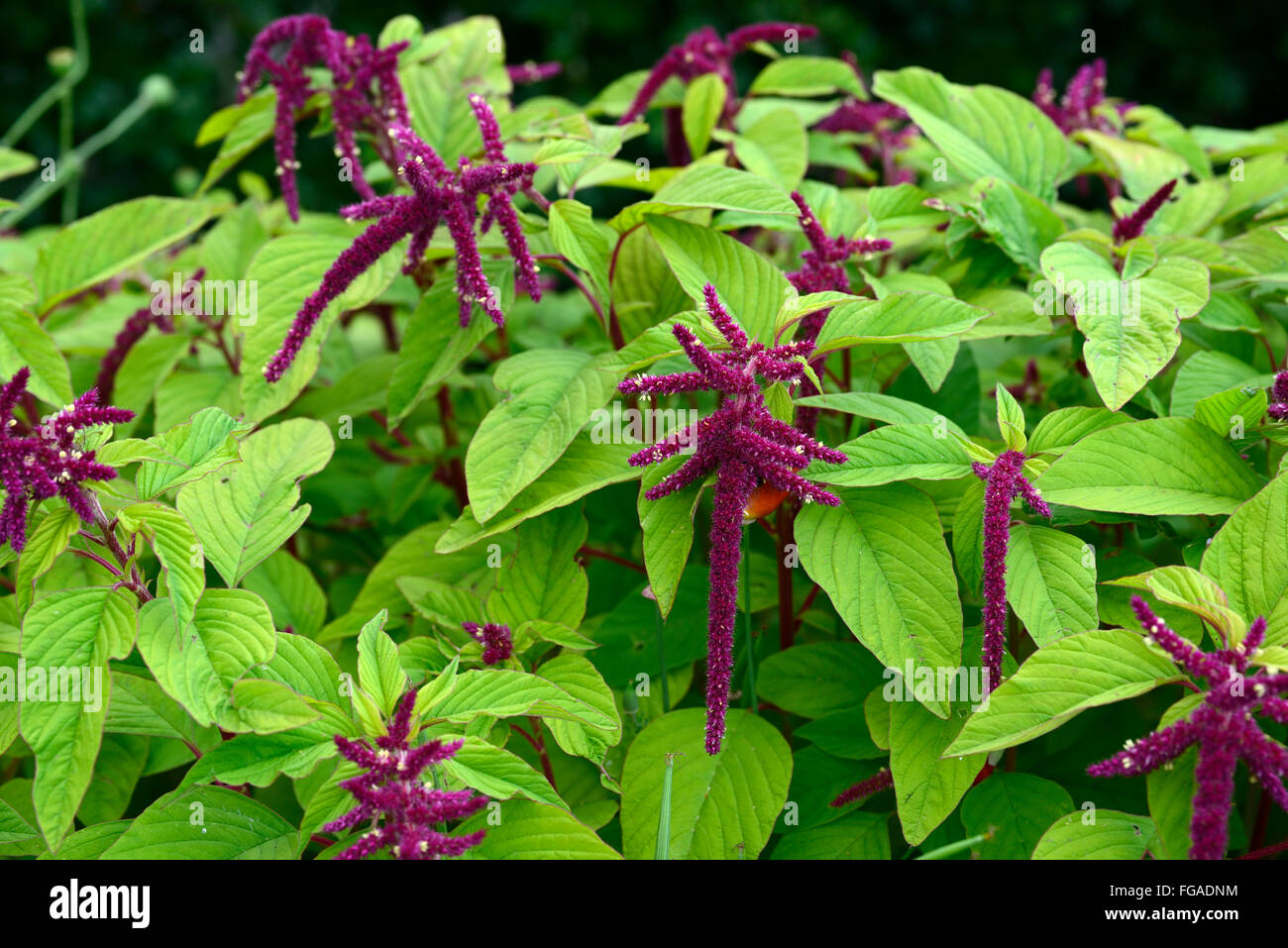 amaranthus caudatus red octopus flowering love lies bleeding flower ...