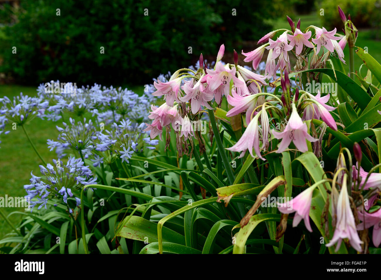Pink agapanthus hi-res stock photography and images - Alamy