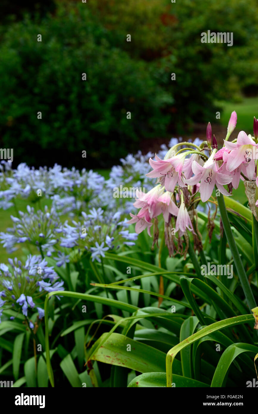 Pink agapanthus hi-res stock photography and images - Alamy