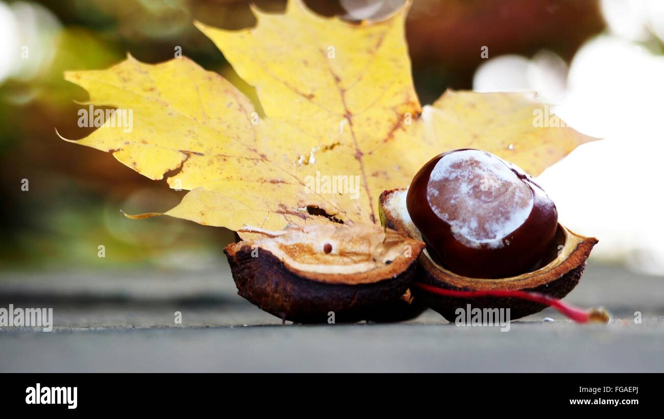 Broken nut hi-res stock photography and images - Alamy