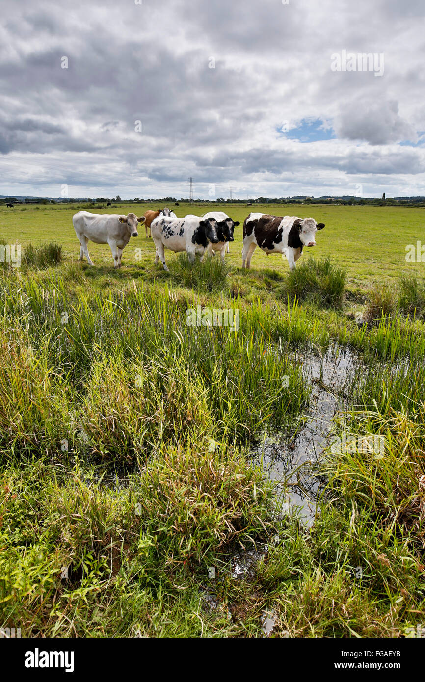 Exminster Marshes; Cattle On Marsh Exeter; Devon; UK Stock Photo - Alamy