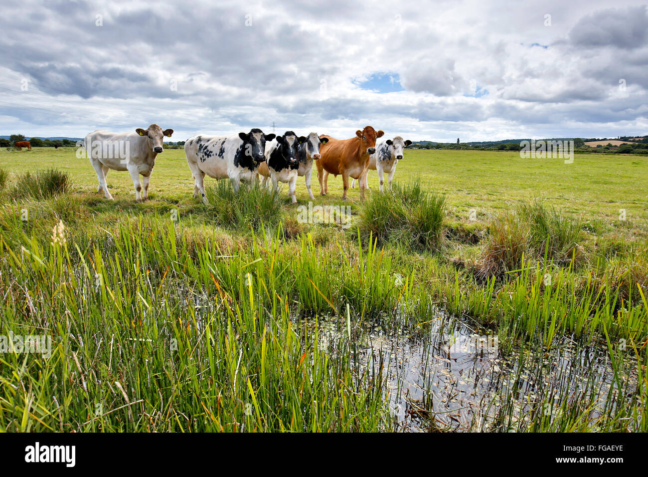 Exminster Marshes; Cattle on Marshes Exeter; Devon; UK Stock Photo - Alamy