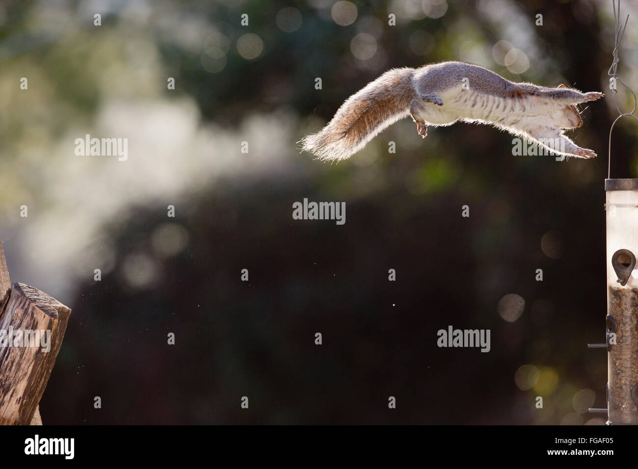 Squirrel jumping hi-res stock photography and images - Alamy