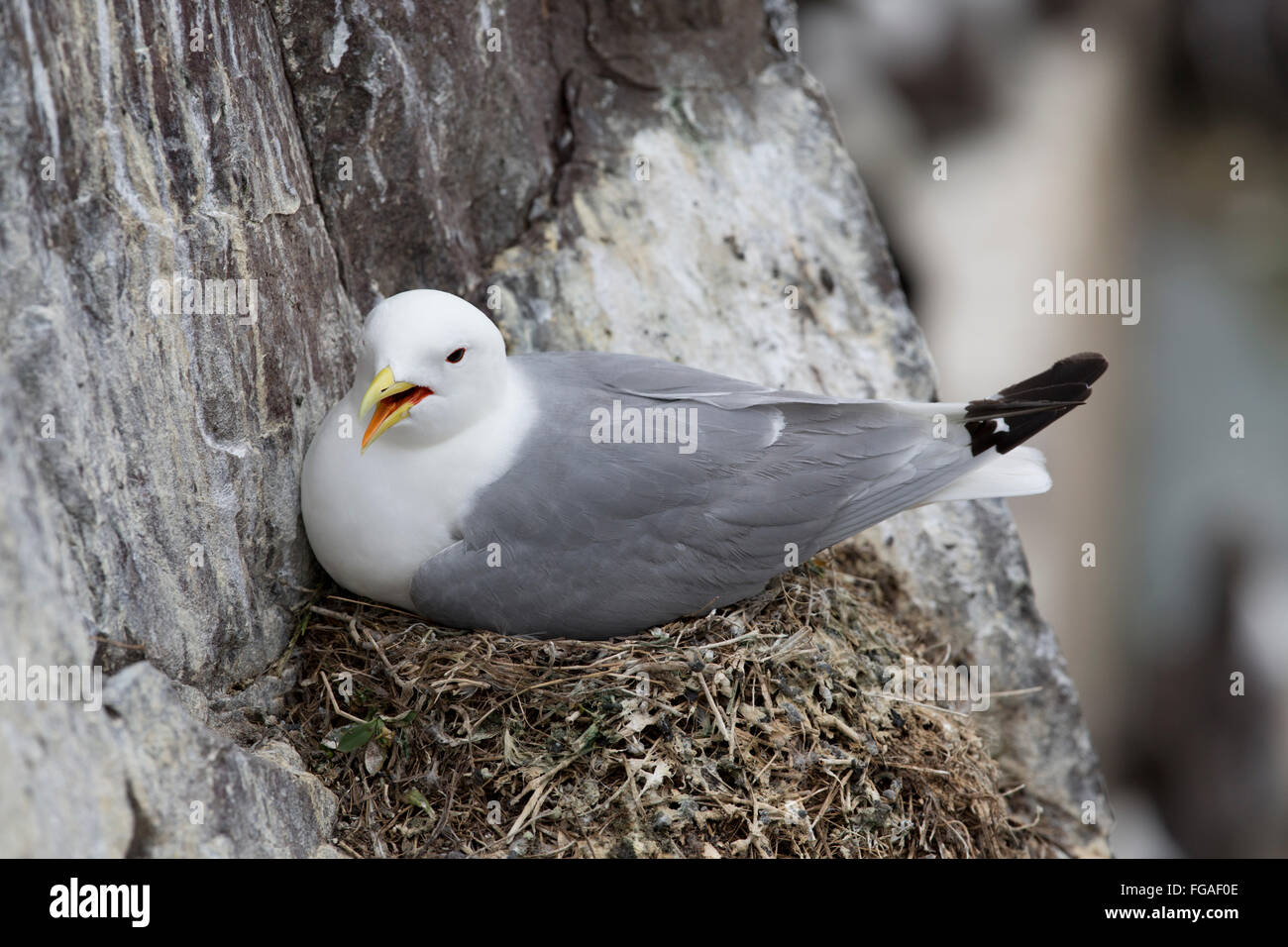 Kittiwake nest uk hi-res stock photography and images - Alamy