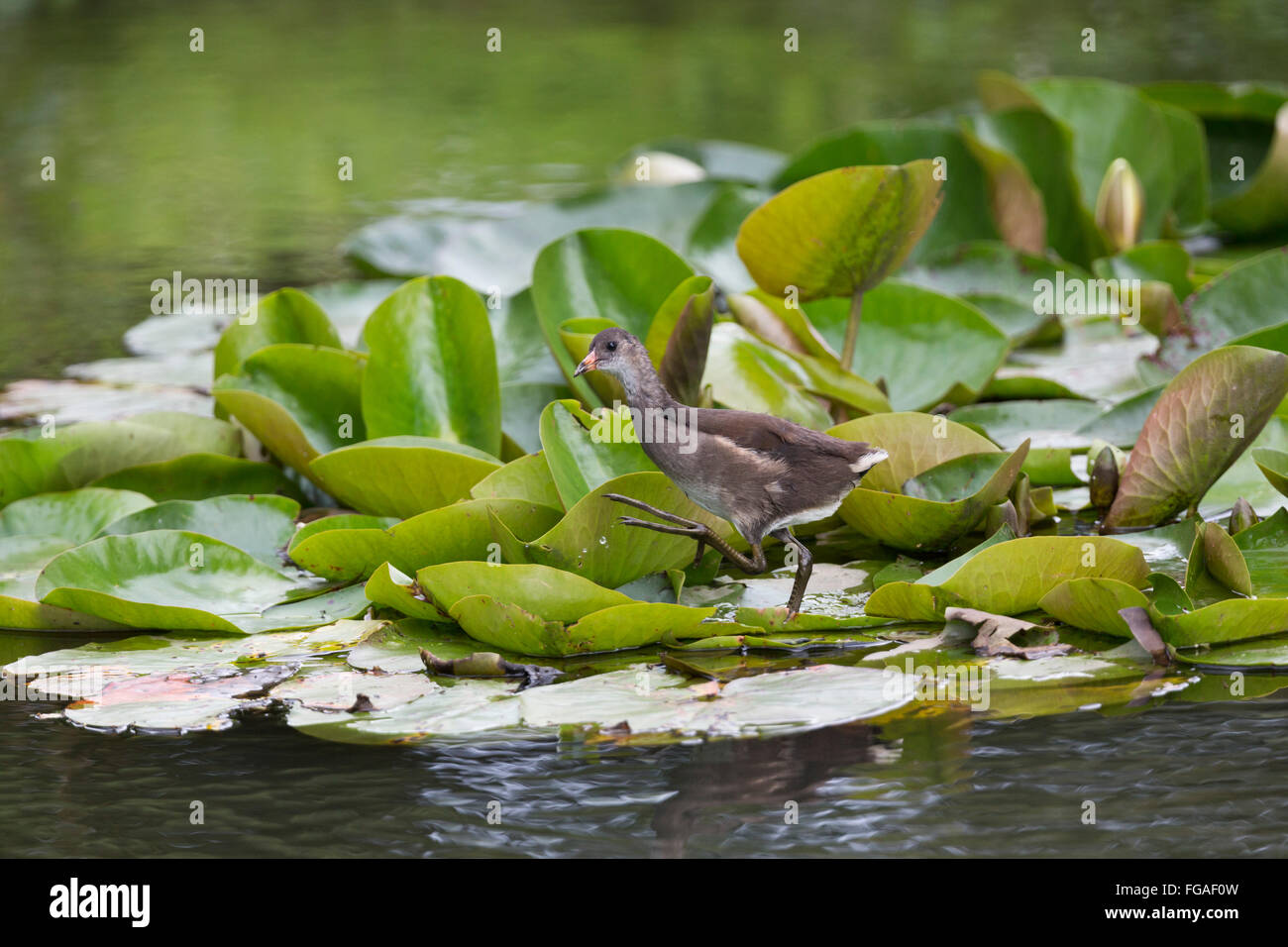 Juvenile moorhen uk hi-res stock photography and images - Alamy
