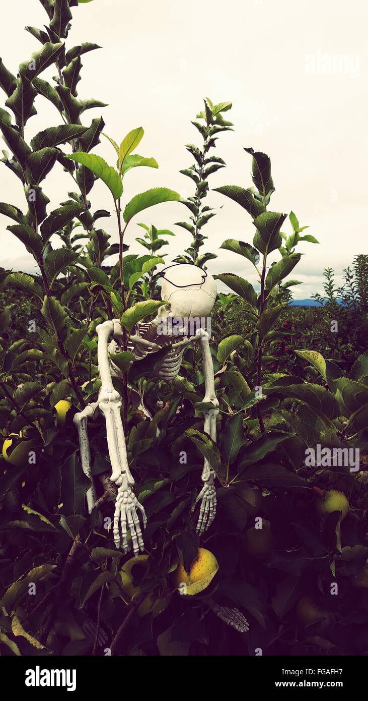 Plant Skeleton High Resolution Stock Photography and Images - Alamy