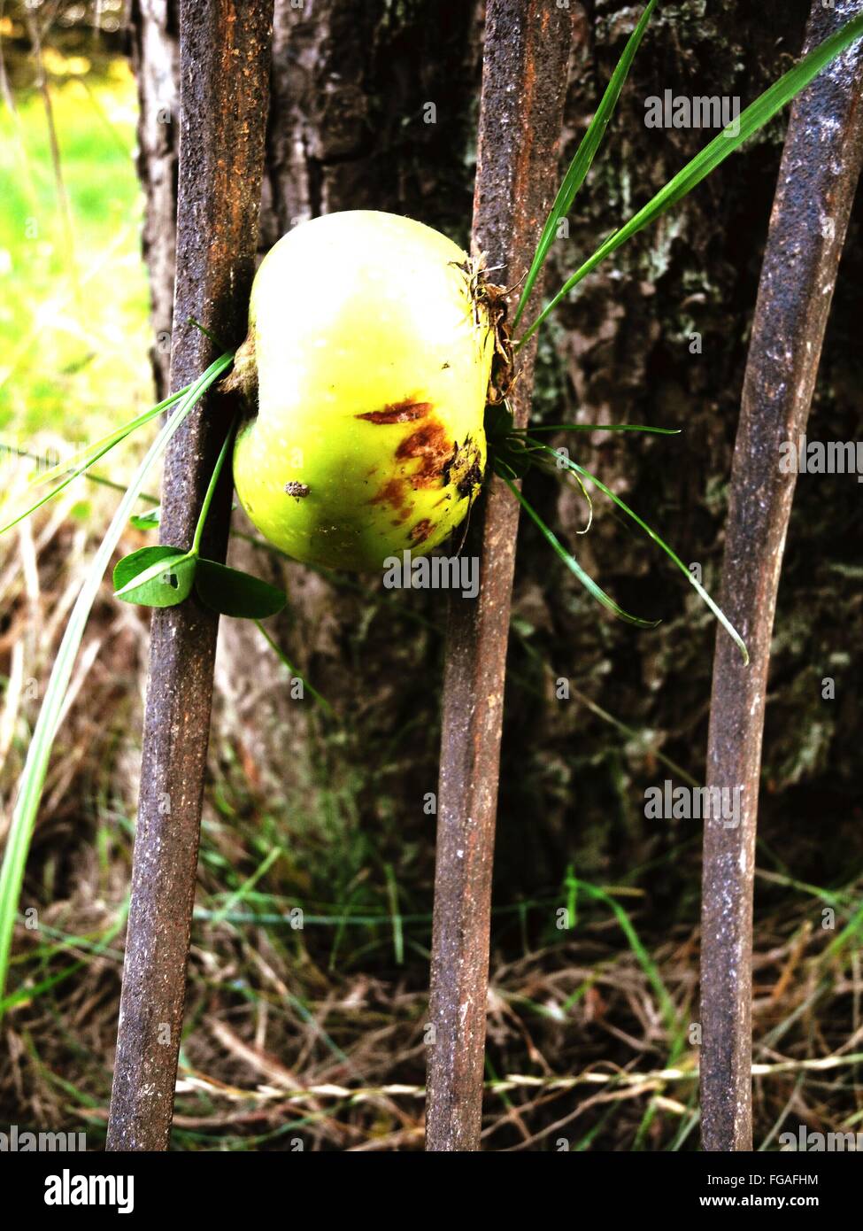 Damaged rotten hi-res stock photography and images - Alamy