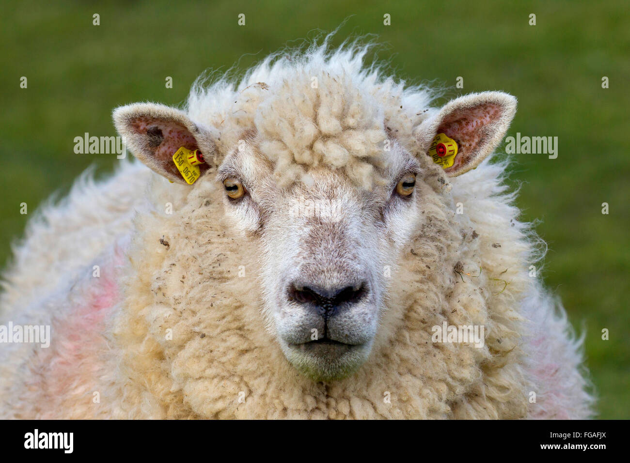 Domestic Sheep. Portrait of adult ewe. Germany Stock Photo - Alamy