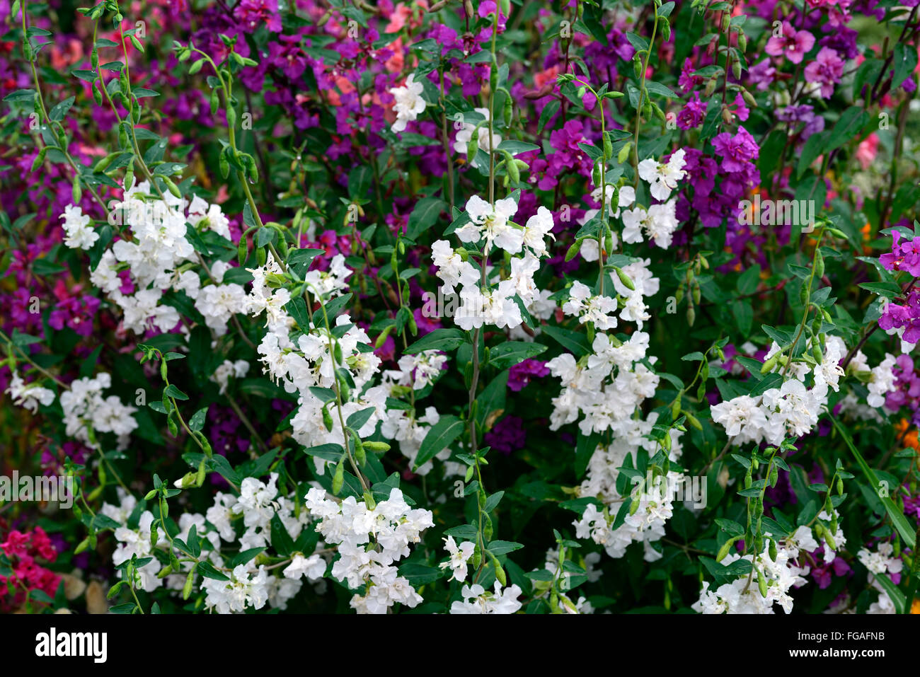 clarkia choice mixed pinkfairies ragged robin deerhorn purple white ...