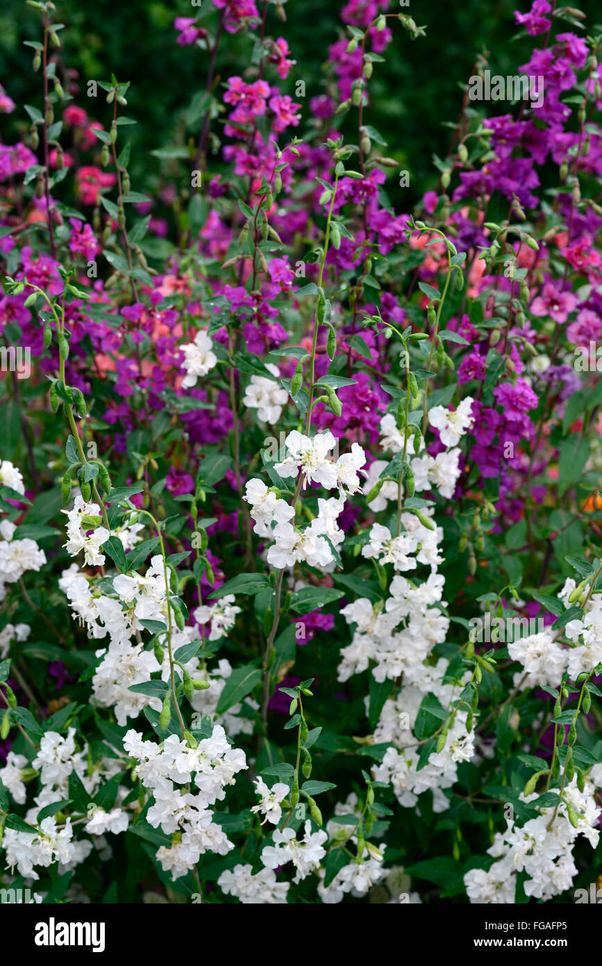clarkia choice mixed pinkfairies ragged robin deerhorn purple white ...