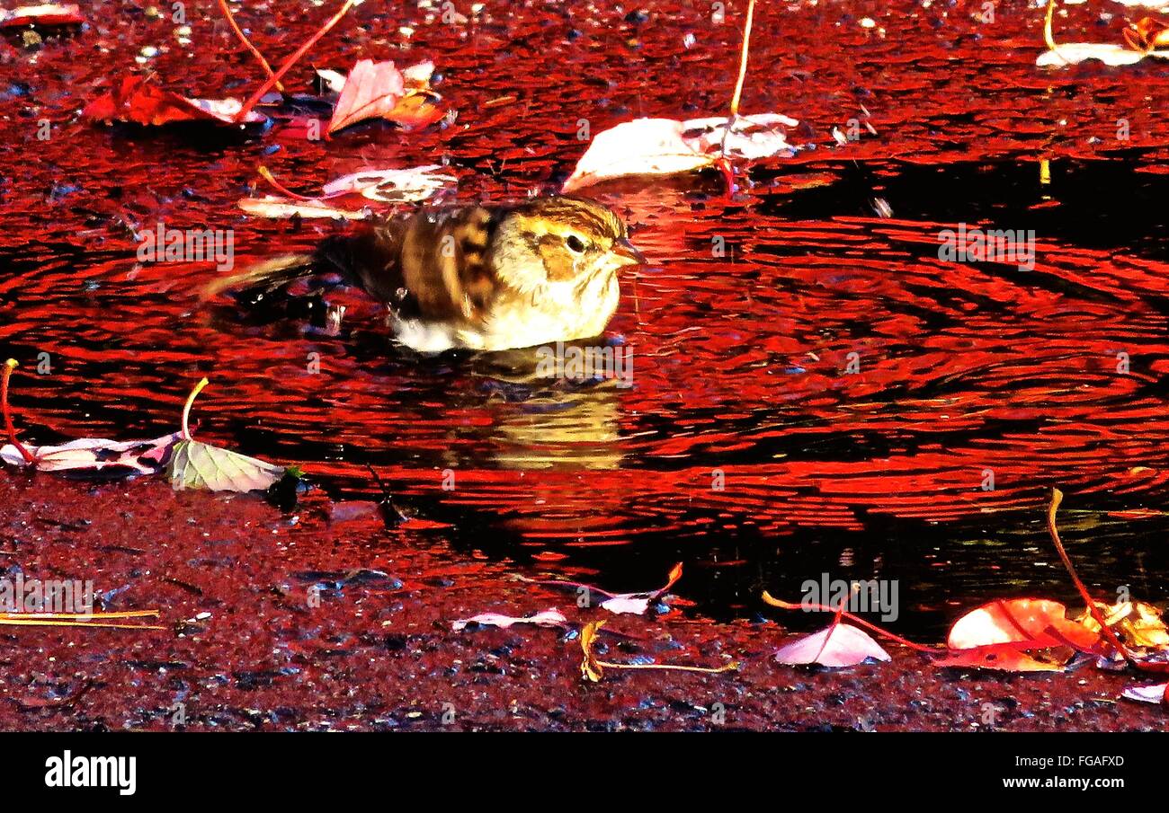 Puddle for animals hi-res stock photography and images - Alamy